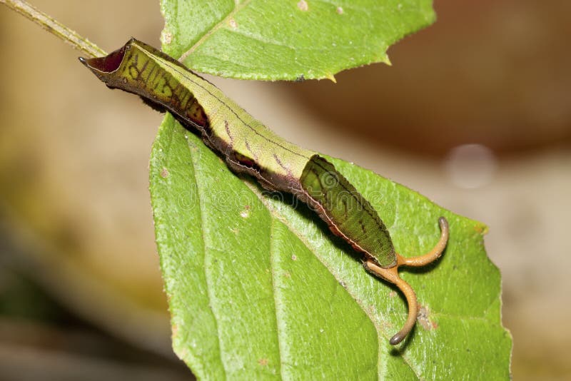 Larva Da Borboleta Do Nymphalidae Foto de Stock - Imagem de criatura ...