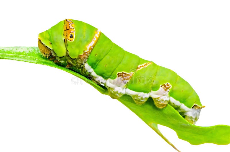 Larva de la mariposa imagen de archivo. Imagen de verde - 26605443