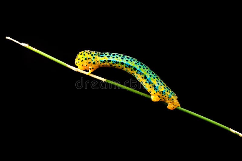 Larva de la mariposa imagen de archivo. Imagen de amarillo - 98034171