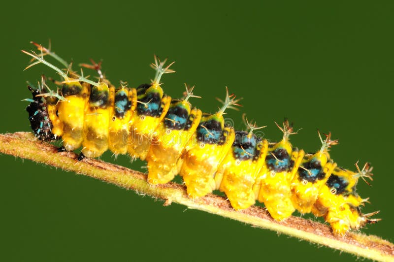 Larva De La Mariposa, Lycaenidae Imagen de archivo - Imagen de leopardo ...