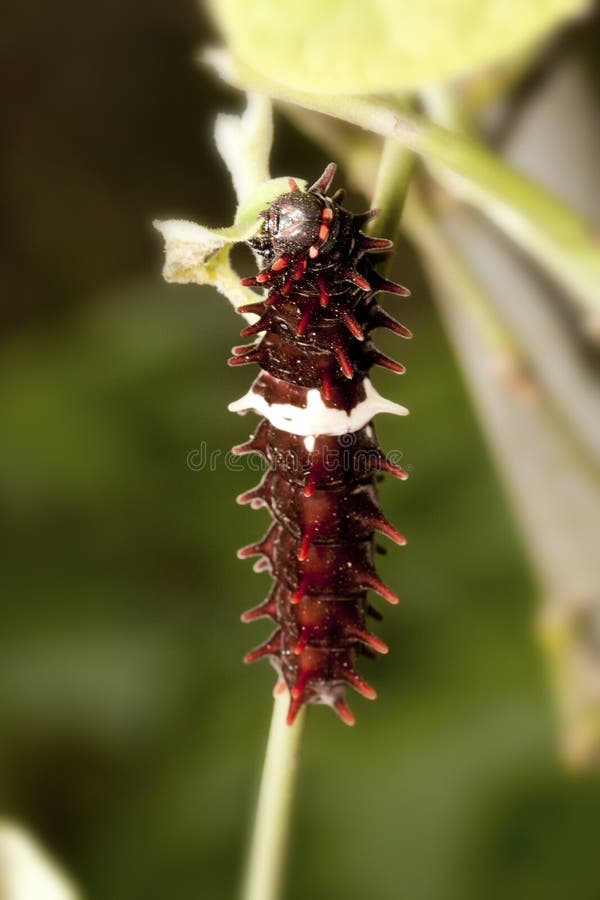 Larva de la mariposa imagen de archivo. Imagen de detalle - 26045003
