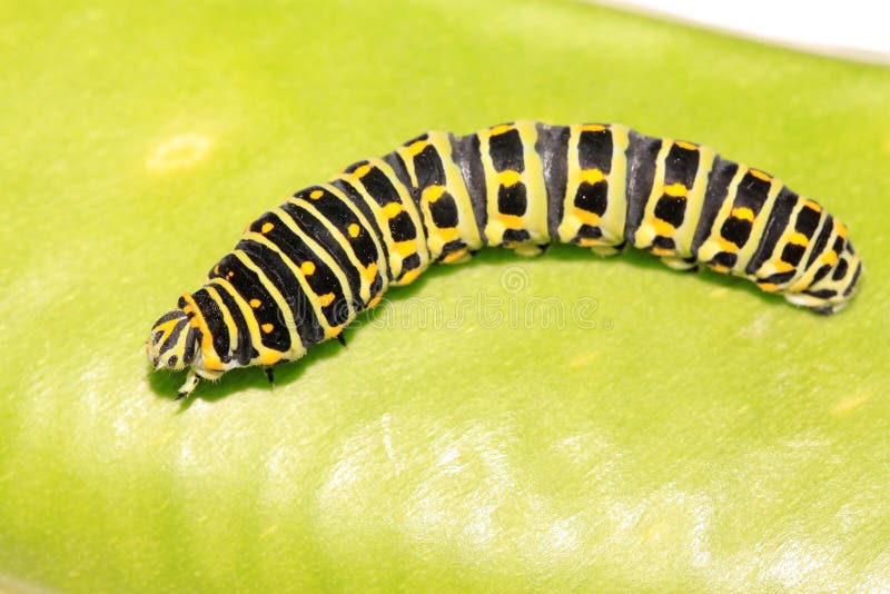 Larva De La Mariposa En Una Hoja Foto de archivo - Imagen de larva ...