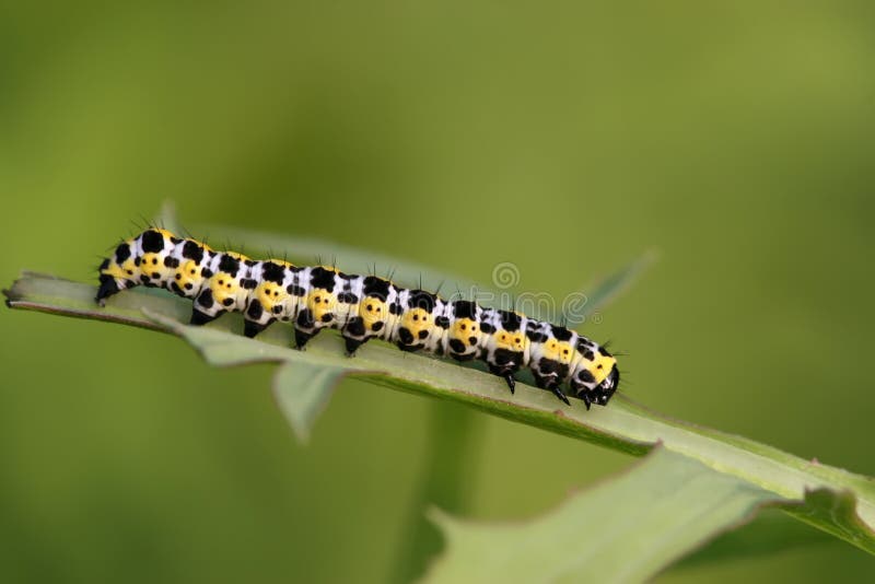 Larva De La Mariposa En Una Hoja Foto de archivo - Imagen de verde ...