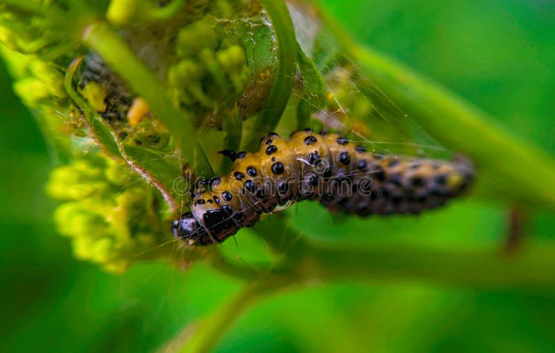 Larva De Lagartas De Insetos Lepidoptera Imagem de Stock - Imagem de ...