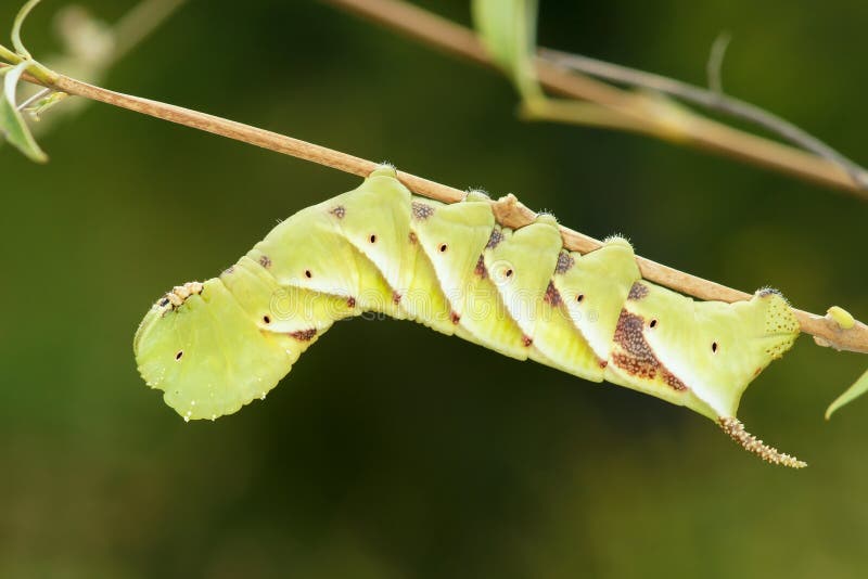 Larva de insecto roja foto de archivo. Imagen de animal - 26524304