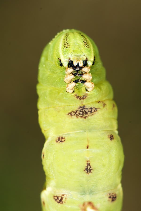 Larva de insecto roja foto de archivo. Imagen de animal - 26524304