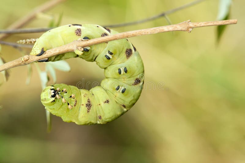 Larva de insecto roja foto de archivo. Imagen de animal - 26524304