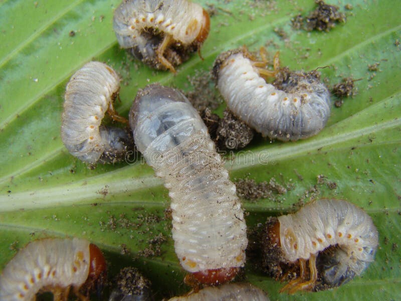 Larva del maggiolino immagine stock. Immagine di insetto - 76937019