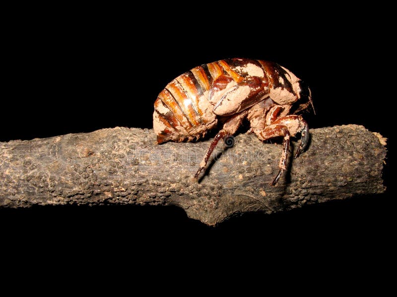 Larva della cicala fotografia stock. Immagine di occhi - 10819242