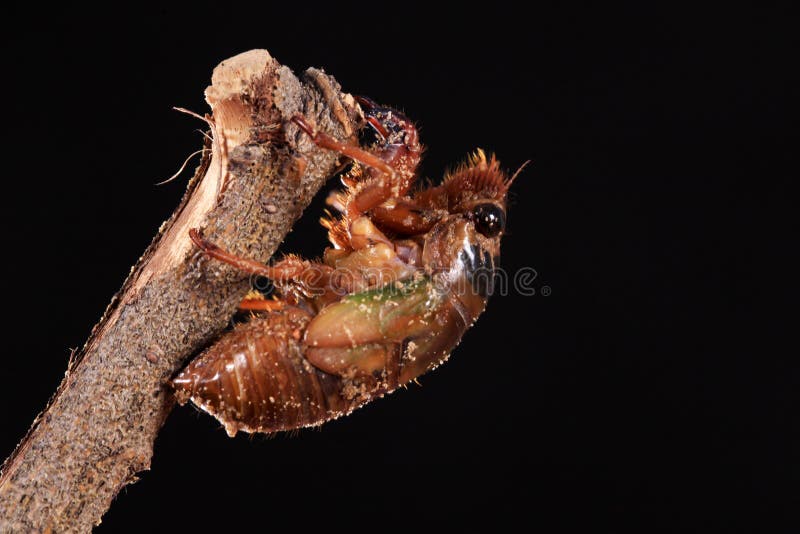 Larva Della Cicala Foto Stock - Download 305 Royalty Free Photos