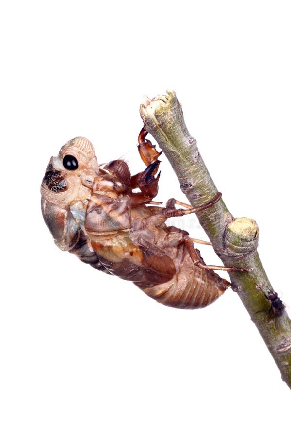 Larva Della Cicala Foto Stock - Download 305 Royalty Free Photos