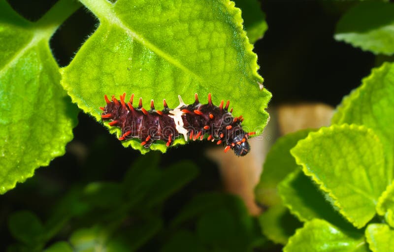 Larva Della Farfalla, Cama Di Athyma Immagine Stock - Immagine di ...