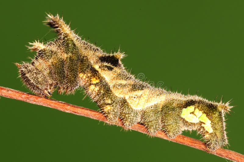 Larva Della Farfalla, Cama Di Athyma Immagine Stock - Immagine di ...