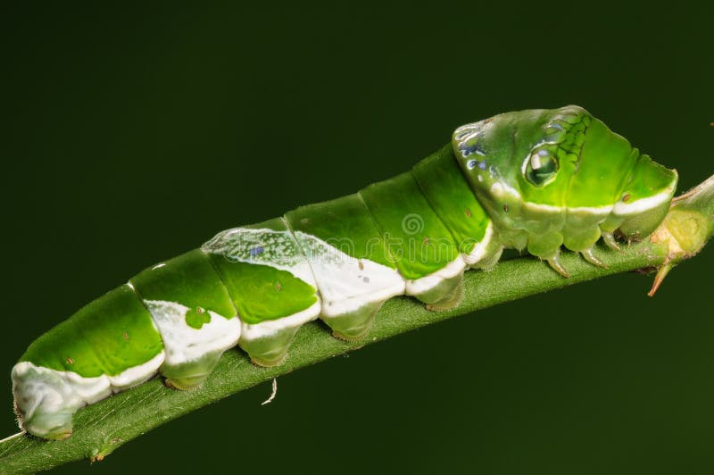 Larva Della Farfalla, Cama Di Athyma Immagine Stock - Immagine di ...