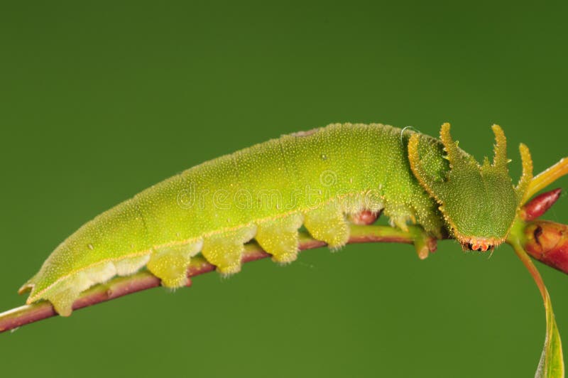 Larva Della Farfalla, Cama Di Athyma Immagine Stock - Immagine di ...