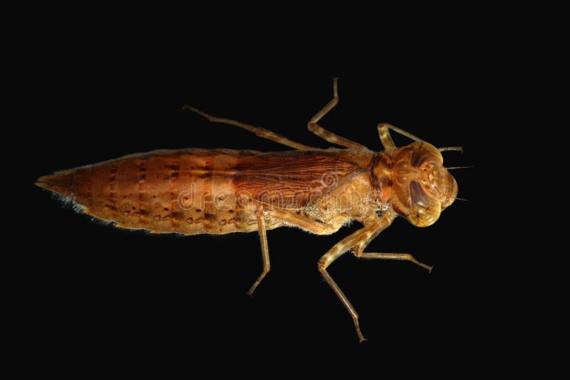 Larva Della Libellula Isolata Sul Nero Immagine Stock - Immagine di ...