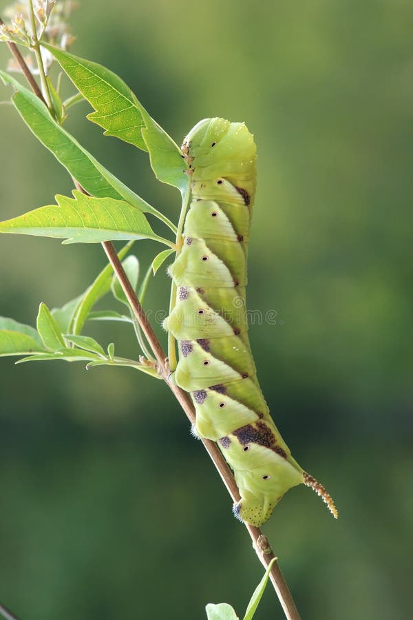 Larva di Sphingid fotografia stock. Immagine di insetto - 44180600