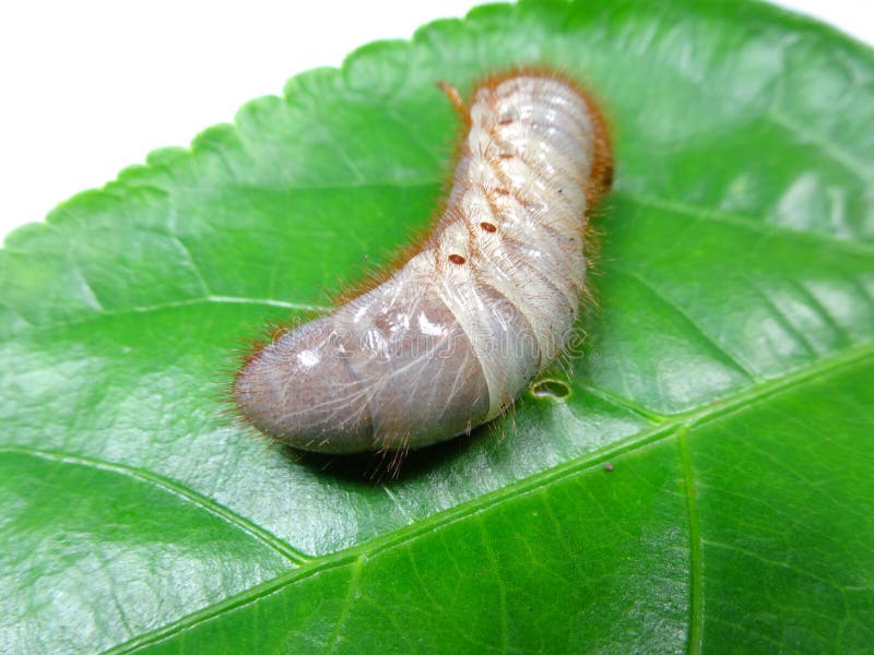 Larva Do Besouro De Rinoceronte Do Coco Imagem de Stock - Imagem de ...