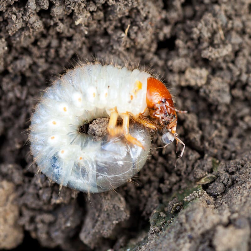 A Larva Do Besouro Europeu Come a Formiga Foto de Stock - Imagem de ...