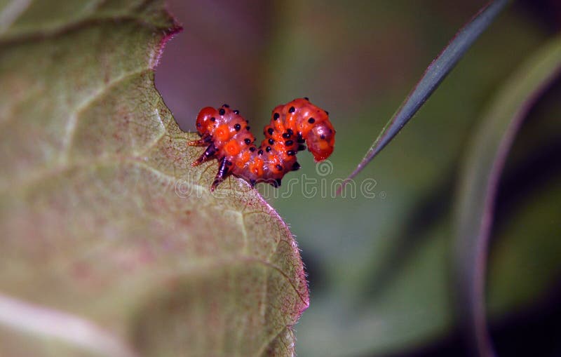Formiga azul com larva imagem de stock. Imagem de vara - 13450139