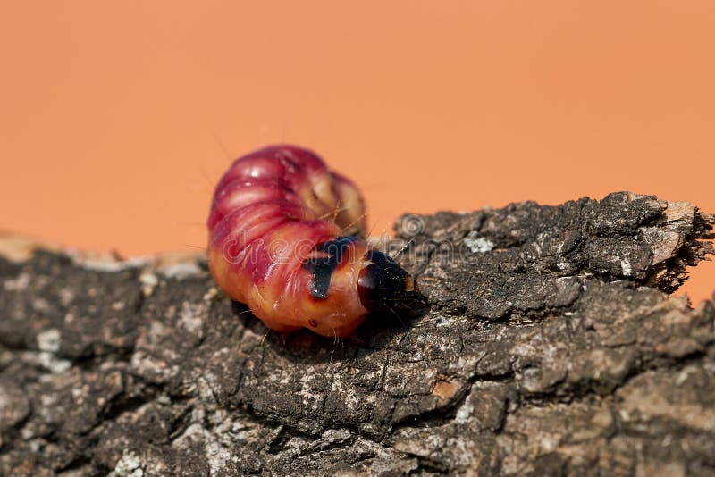 Larva of a Goat Moth Cossus Cossus Stock Photo - Image of forfeiture ...