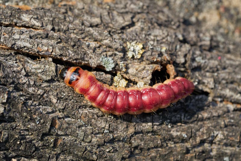 Larva of a Goat Moth Cossus Cossus Stock Image - Image of danger ...