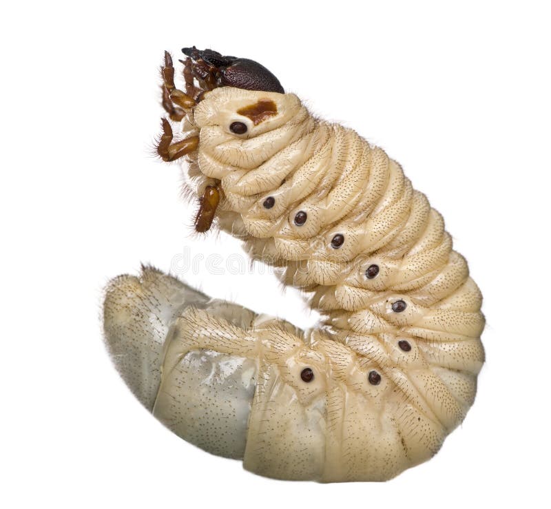 Goliath Beetle Larvae