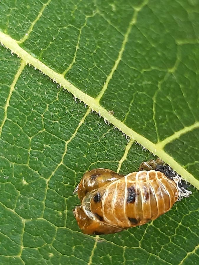 The Larva of the Insect on the Leaf of a Tree Close Up Stock Image ...
