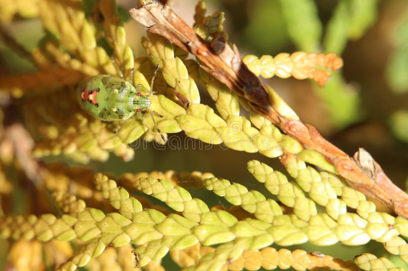 Larva of the Juniper Shield Bug (Cyphostethus Tristriatus) Sitting on ...