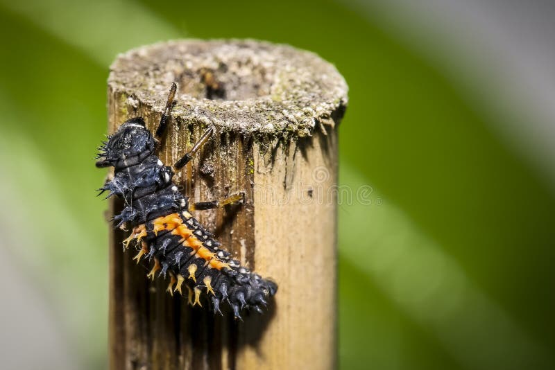 383 Larvae Stick Stock Photos - Free & Royalty-Free Stock Photos from ...