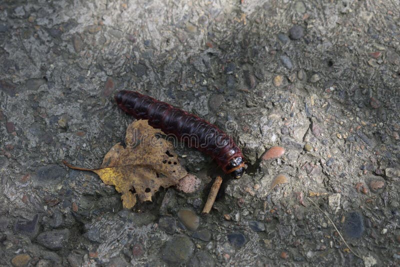 Carpenter Moth Larva Cossus Cossus Stock Image - Image of brownred ...
