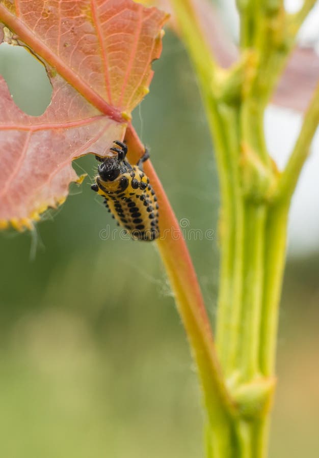 Larva of Leaf Beetle Feeding on a Poplar Tree Leaf Stock Image - Image ...