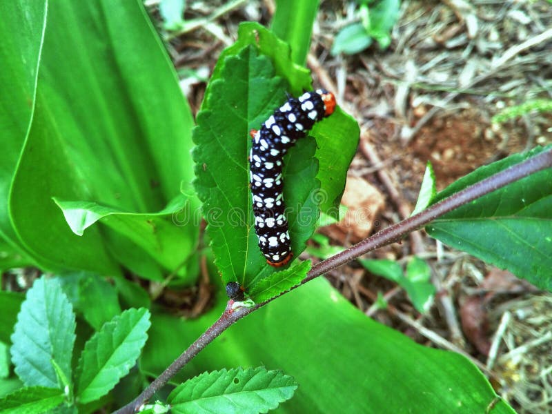 Larva, Leaf, Caterpillar, Insect Stock Image - Image of leaf ...