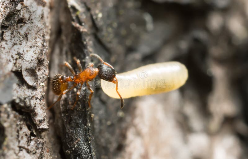 Larva Levando Da Formiga De Myrmycinae Imagem de Stock - Imagem de ...