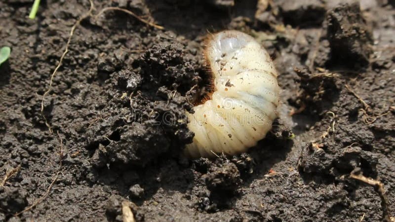 Larva of the May Beetle Burrows into the Ground. Common Cockchafer or ...