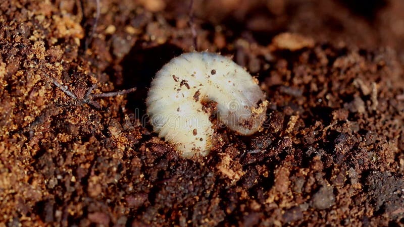 Larva of the May Beetle Burrows into the Ground. Common Cockchafer or ...