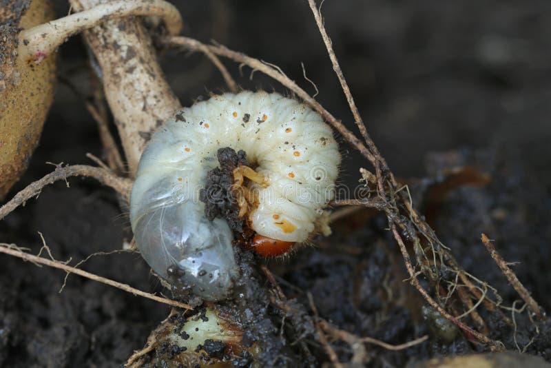Larva of the May Beetle. Common Cockchafer or May Bug Stock Photo ...
