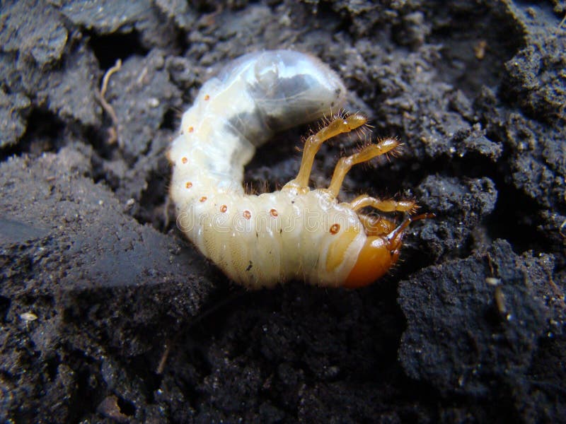 Larva of the may beetle stock photo. Image of cockchafer - 92481858