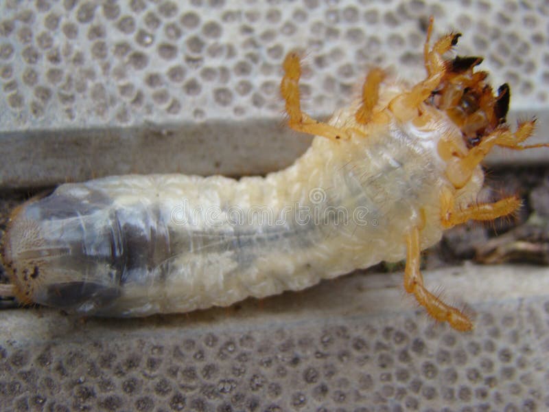Larva of the may beetle stock image. Image of larva, bugs - 92481977