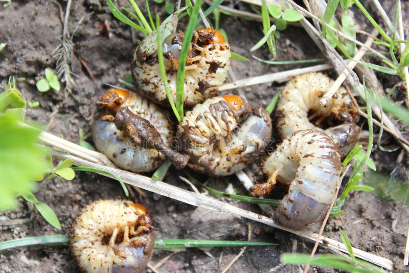 Larva of may-bug stock photo. Image of chafer, land, animal - 58505336
