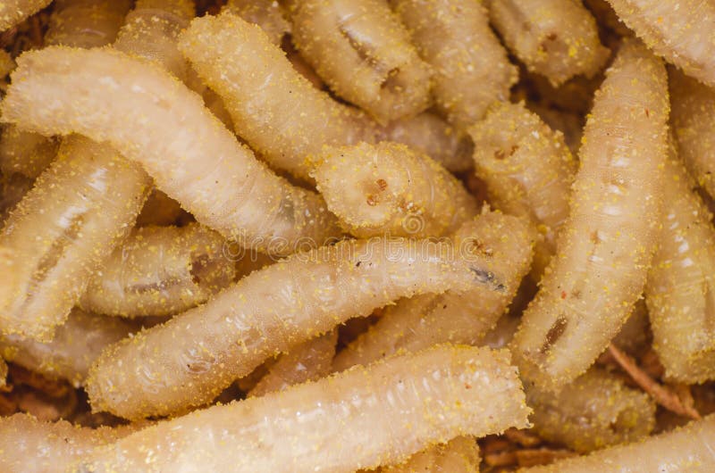 Larva of a Meat Fly in Sawdust, Close-up Stock Photo - Image of ground ...