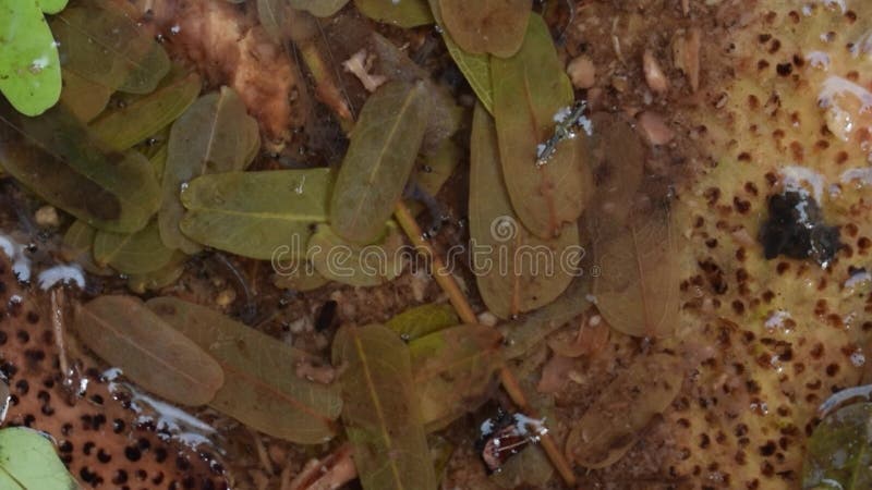 Larva of mosquito in water stock footage. Video of biology - 252552642