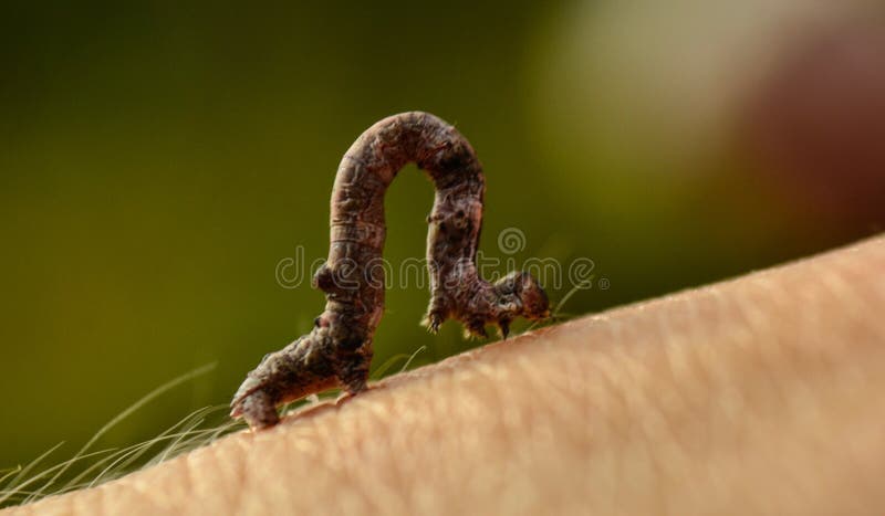 Larva pequena foto de stock. Imagem de pele, inseto, larva - 98400766