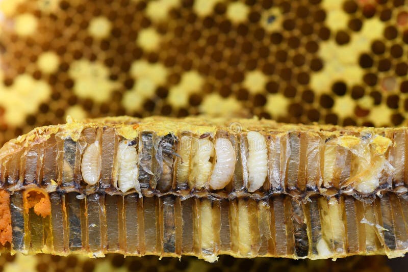 Larva and Pupa Honey Bee in Beehive. Stock Image - Image of objects ...
