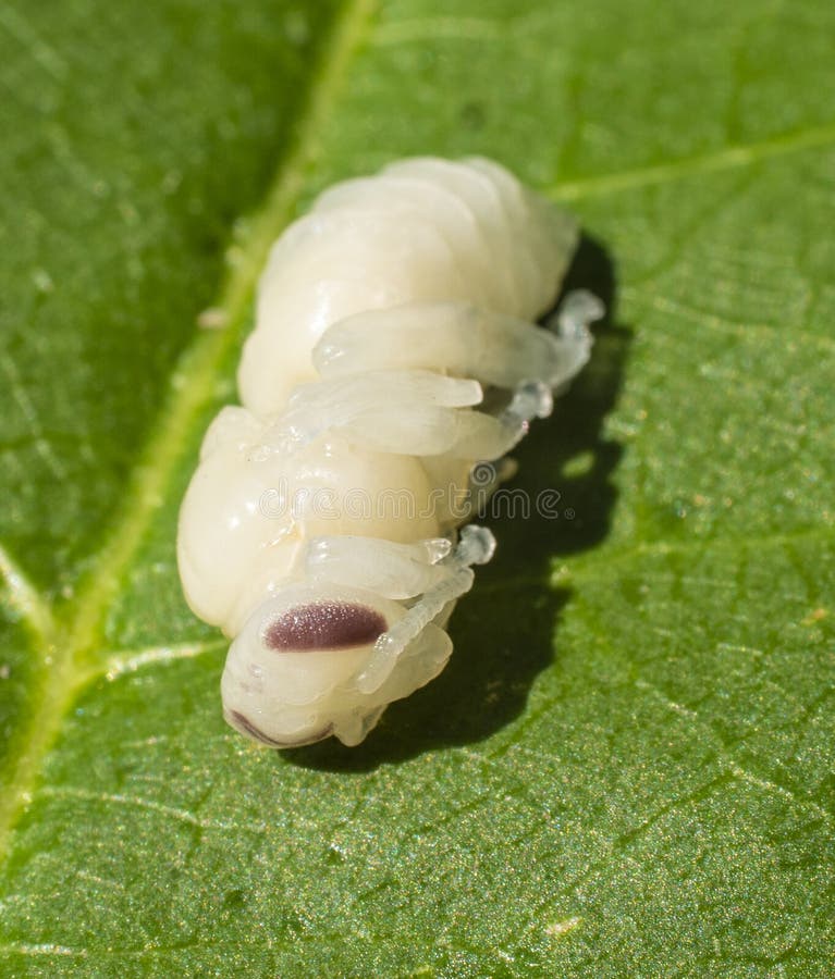 Developing Queen Bee Larvae Stock Photos - Free & Royalty-Free Stock ...