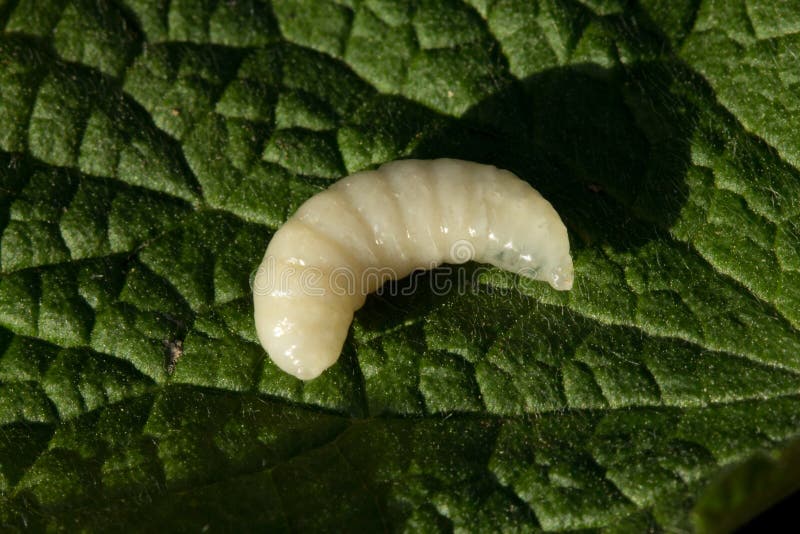 Queen bee stock image. Image of macro, reproduction, communication ...