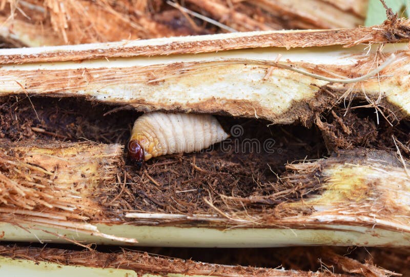 Larva of red palm weevil stock image. Image of pattern - 254455283
