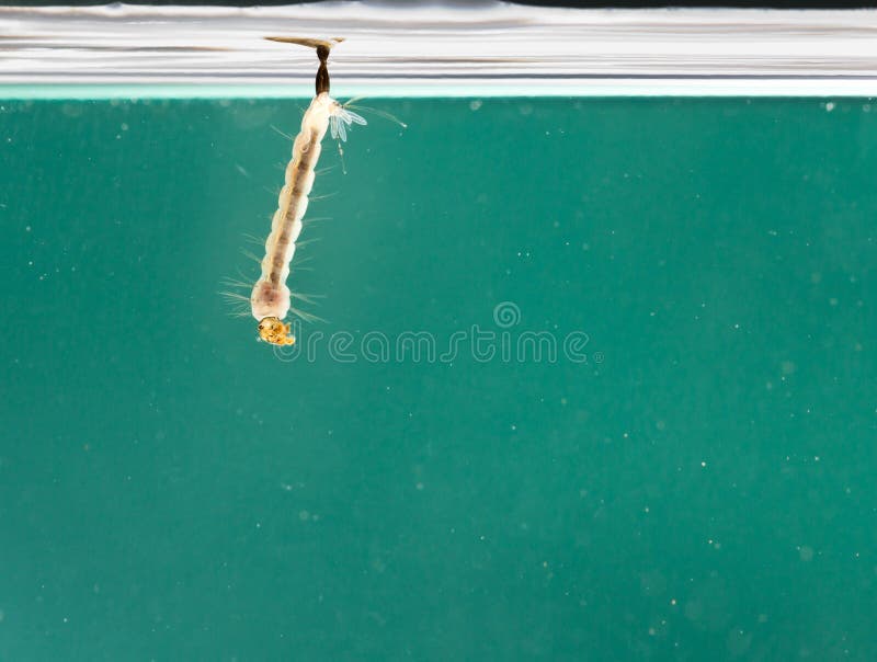 Mosquitoes Larvae In Pool
