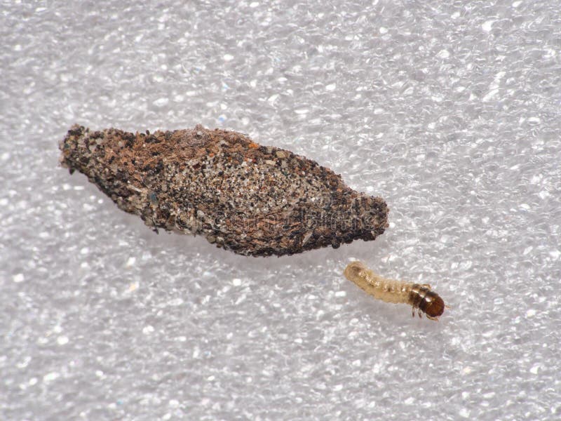 Larva of Tinea Pelionella Moth Leaving Her Snug Case on a White Texture ...