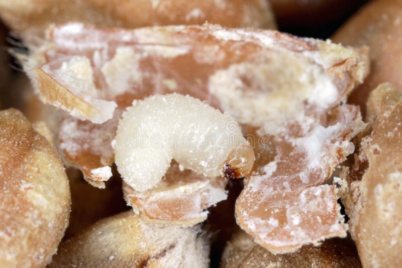 Wheat Weevil Sitophilus Granarius Pupa. Stock Photo - Image of animal ...